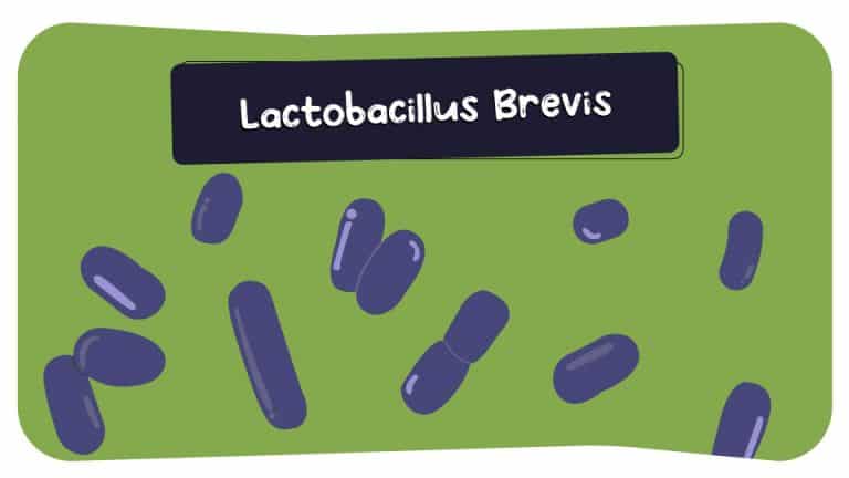 3 Lactobacillus Brevis Health Benefits: Cognition, Oral and Digestive ...