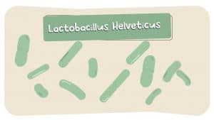 6 Lactobacillus Helveticus Health Benefits: Psychological, Sleep And ...