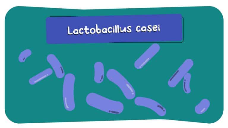 5 Lactobacillus Casei Health Benefits: Digestion, Lactose and Wellness ...