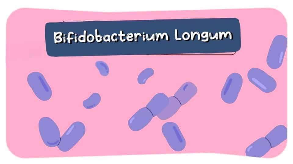 4 Bifidobacterium Longum Benefits - ProbioticReviewGirl.com