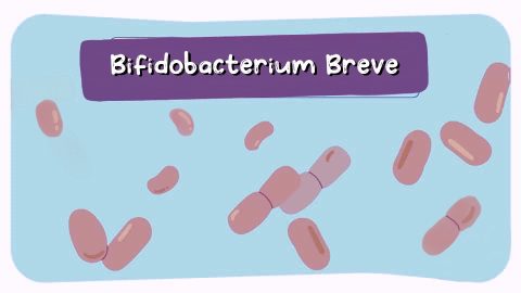 5 Bifidobacterium Breve Benefits - ProbioticReviewGirl.com