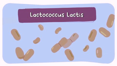 5 Lactococcus Lactis Health Benefits: Immune, Aging And Skin ...